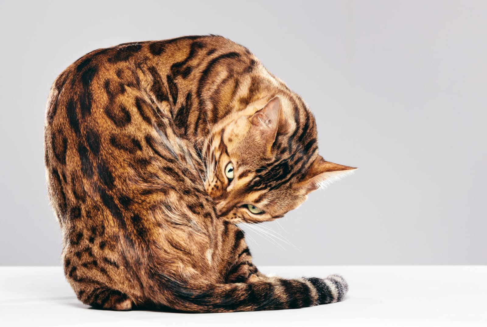 Top 10 Des Chats De Race