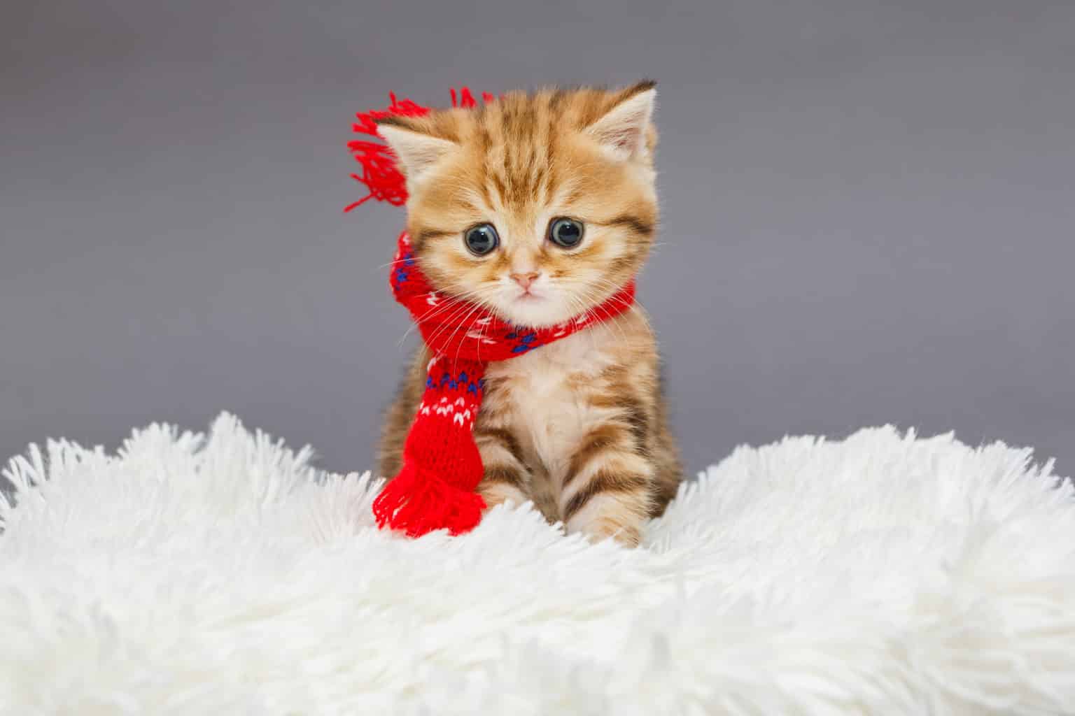 Top 10 - Chatons Mignons ! Ils Sont Tellement Adorables