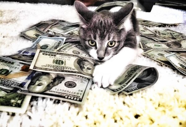 Top 10 Des Chats Les Plus Chers Du Monde