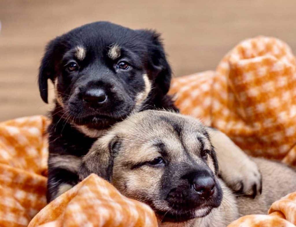 Top 10 Des Chiots Les Plus Mignons