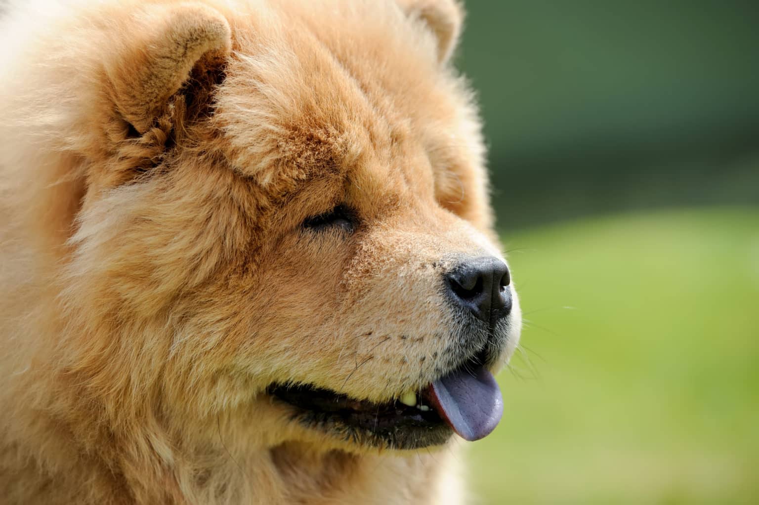 Top 10 Des Chiens Les Plus Beaux Du Monde