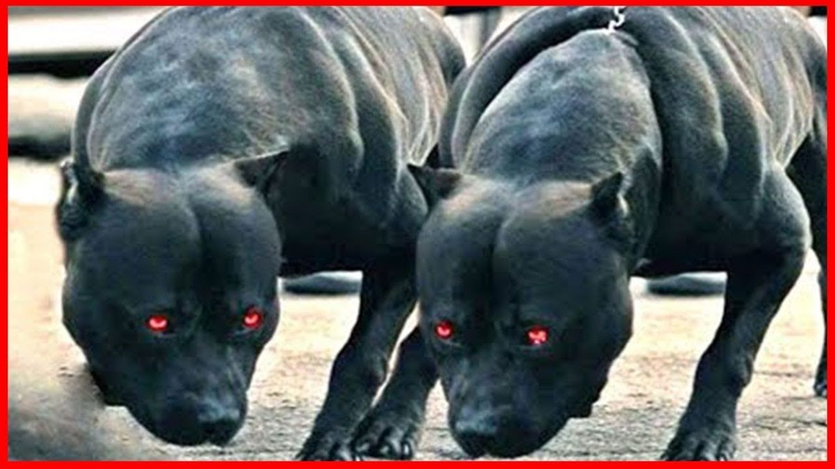 Top 10 Des Races De Chiens Qui Mordent Le Plus En France